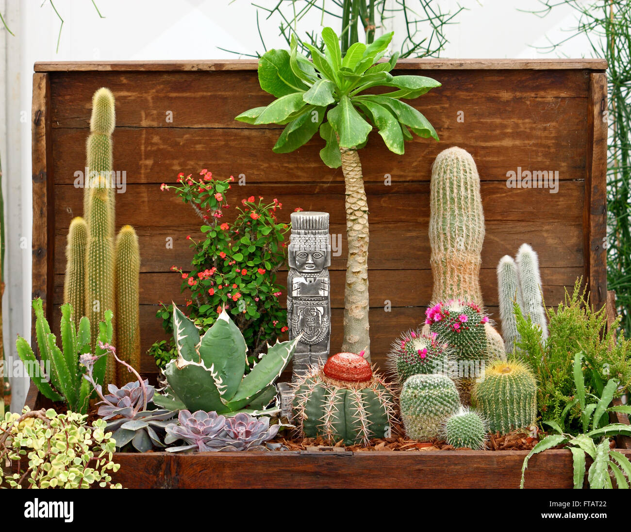 Collection of cacti hi-res stock photography and images - Alamy