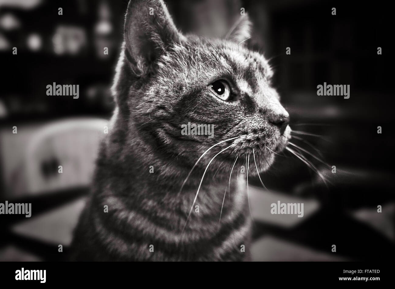 Image of a Tom Cat sitting on a table and looking out of a window while ...