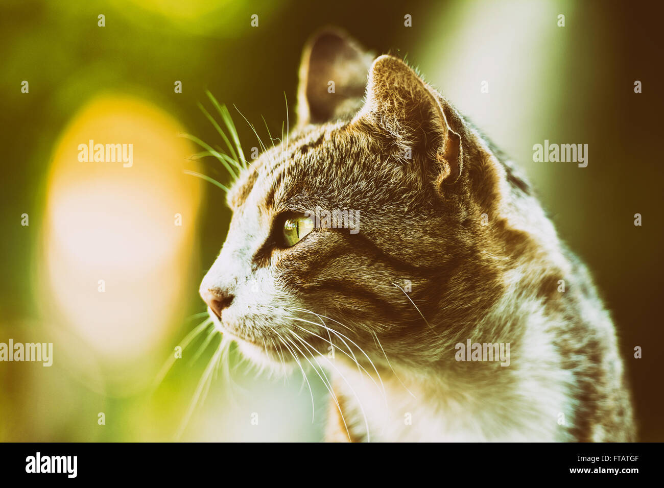 Retro Filter Of Domestic Cat Profile Portrait Stock Photo - Alamy