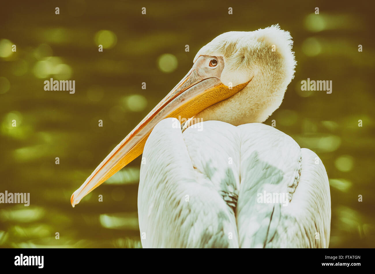 Retro Filter Of Wild Pelican Portrait Stock Photo - Alamy