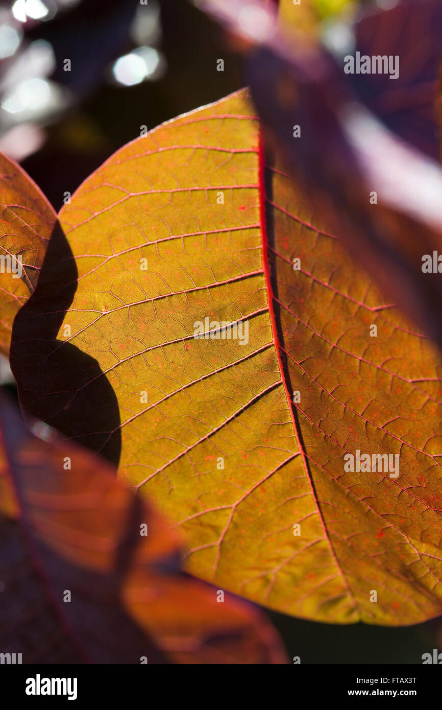 Detail of the brilliant, red, purple leaves of the shrub or bush known ...