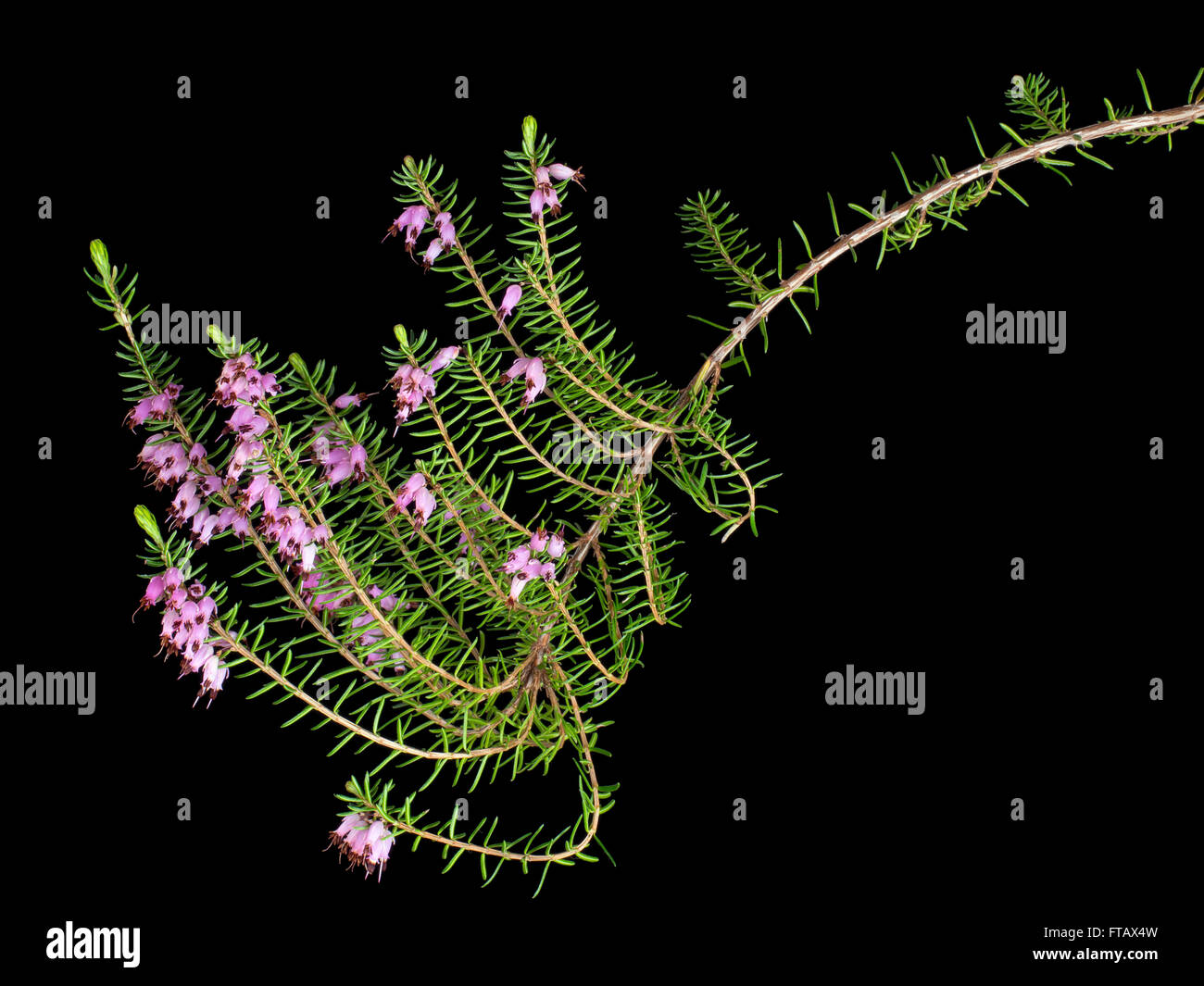 Calluna vulgaris aka common heather, ling, or simply heather. Isolated ...