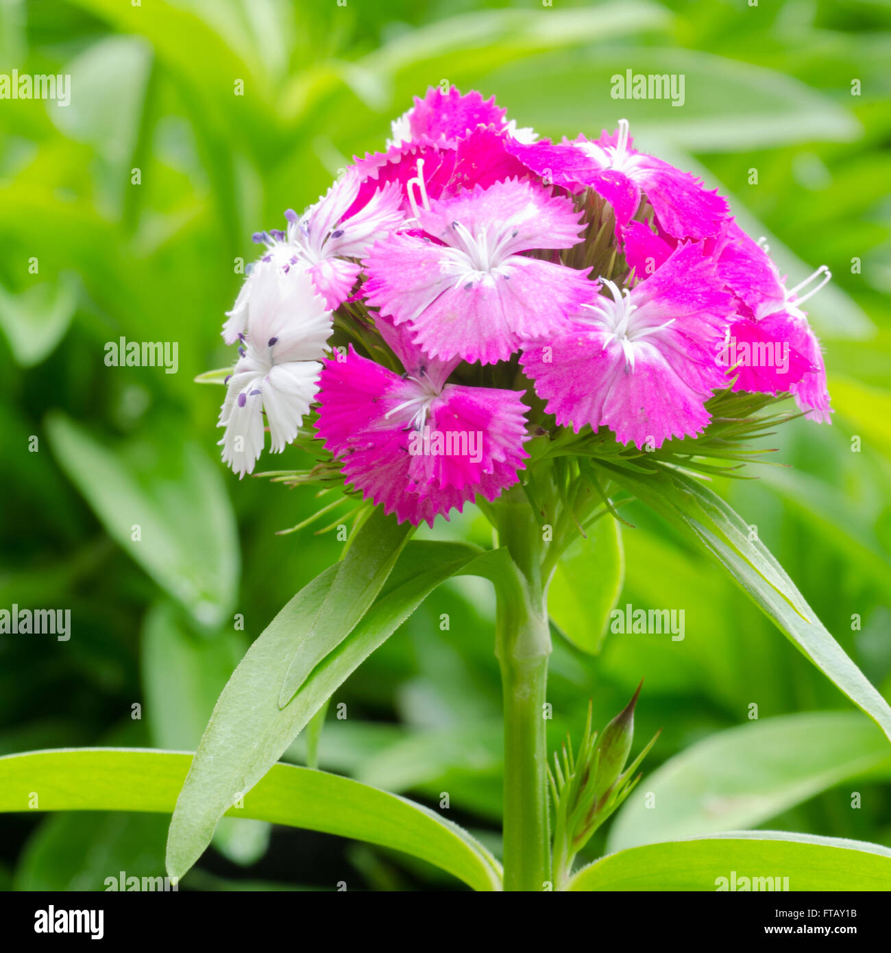 Dianthus chinensis (China Pink Stock Photo - Alamy