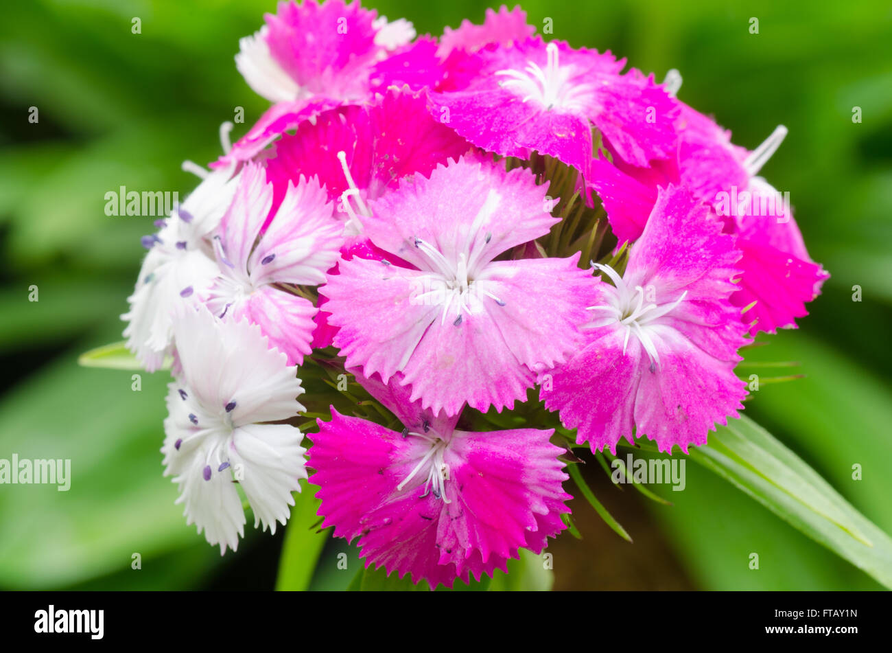 Dianthus chinensis (China Pink Stock Photo - Alamy