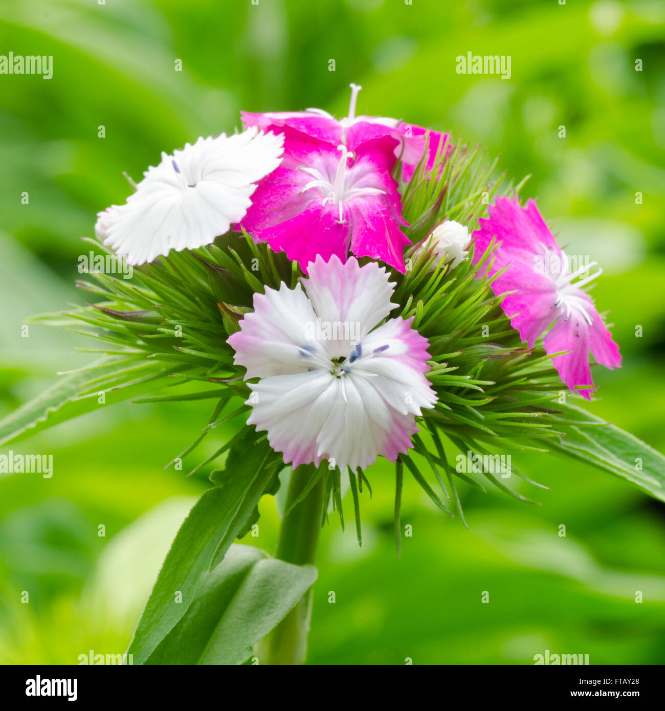 Dianthus chinensis (China Pink Stock Photo - Alamy