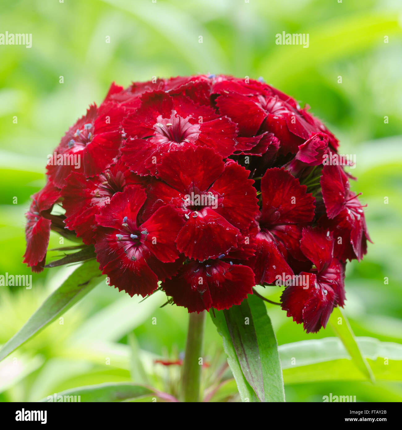 Dianthus chinensis (China Pink Stock Photo - Alamy