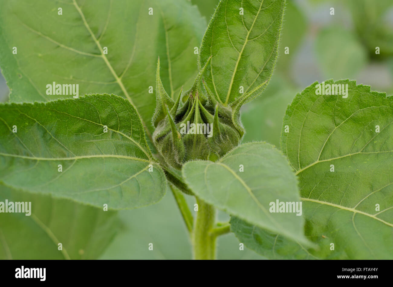 closeup of beautiful sunflower bud Stock Photo - Alamy