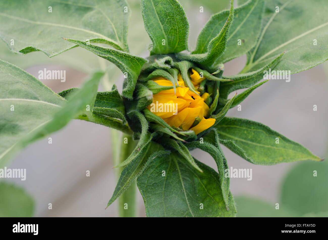 Beautiful bud hi-res stock photography and images - Alamy