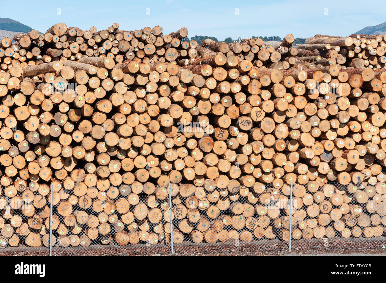 Piles of logs ready for loading at Container Port, Lyttelton Harbour ...