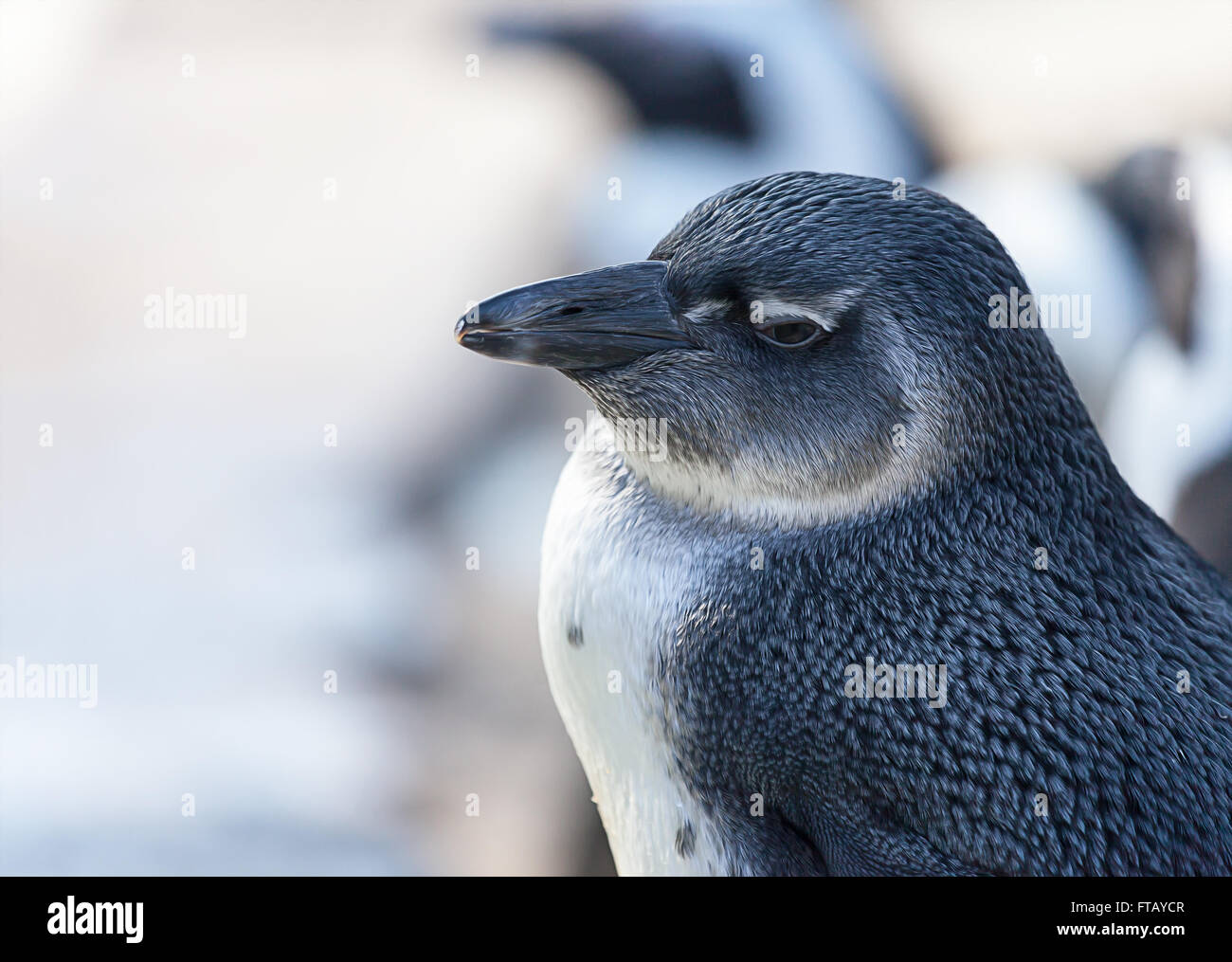 Penguin looking at chick hi-res stock photography and images - Alamy