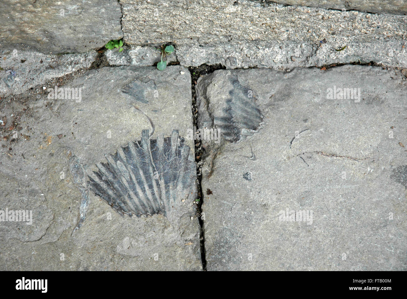 Stone buildings fossils hi-res stock photography and images - Alamy