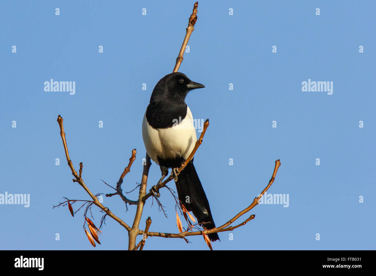 Black-billed Magpie Pica pica adult perched in tree Stock Photo - Alamy