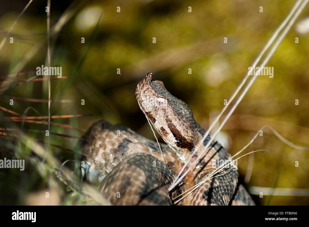Bush Viper Snake High Resolution Stock Photography and Images - Alamy