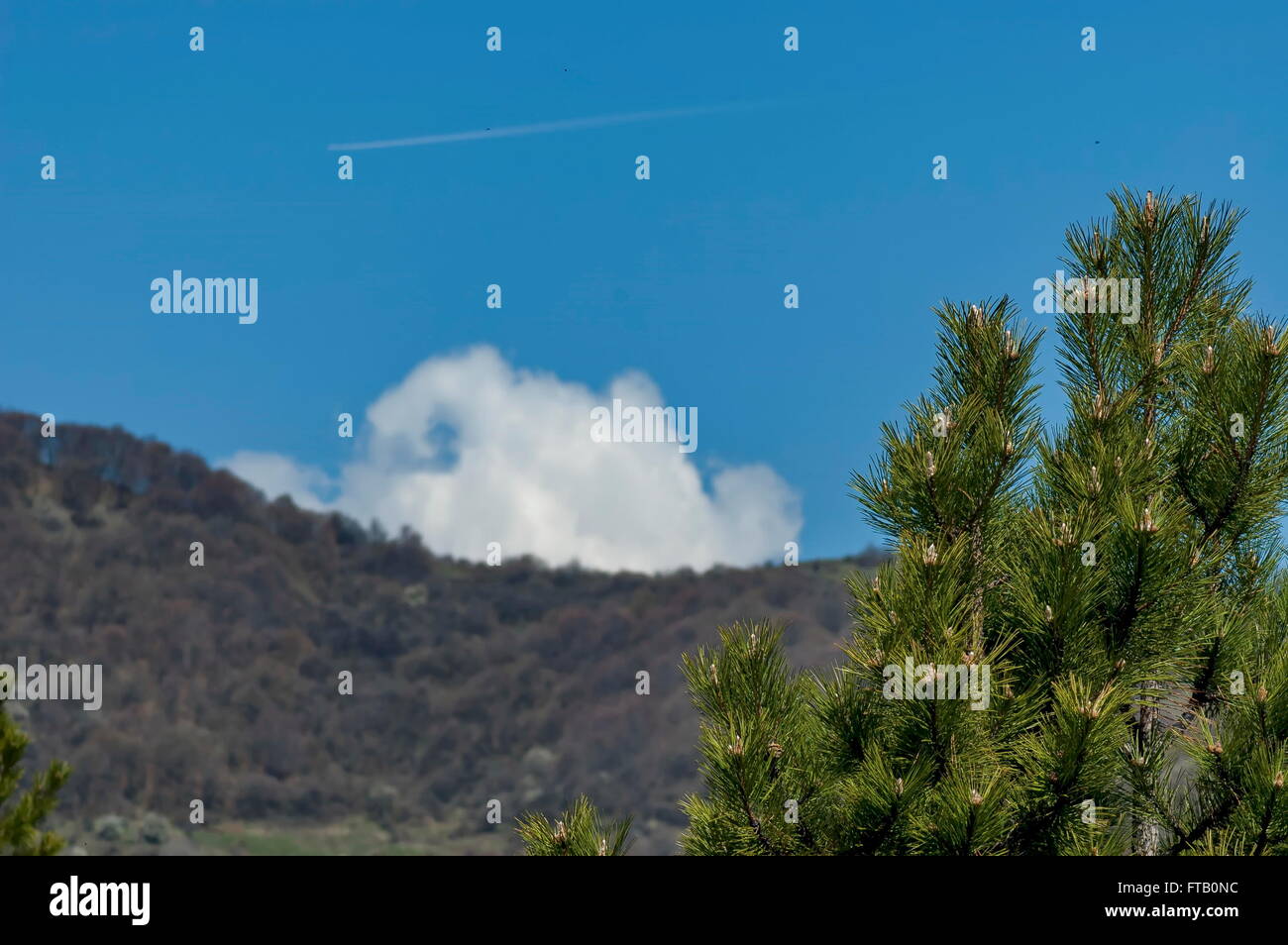 Mountain in spring - in front pine tree, Bulgaria Stock Photo - Alamy