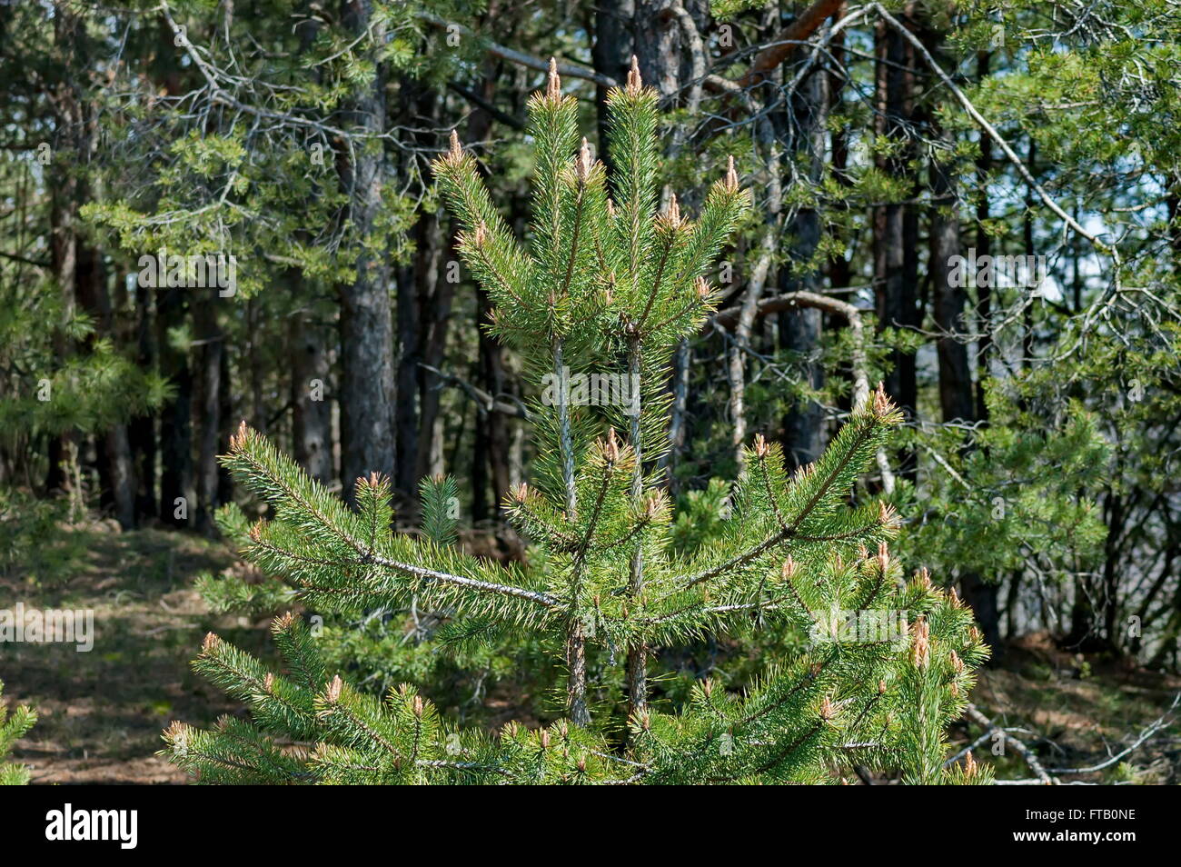 Balkan mountain hi-res stock photography and images - Alamy