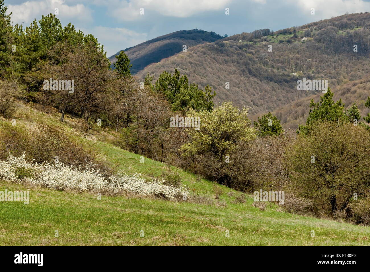 Spring conifer hi-res stock photography and images - Alamy