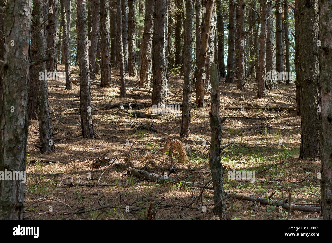 Forest in Balkan mountain, Bulgaria Stock Photo - Alamy