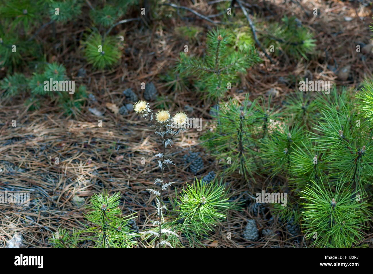 Thorn forest hi-res stock photography and images - Alamy