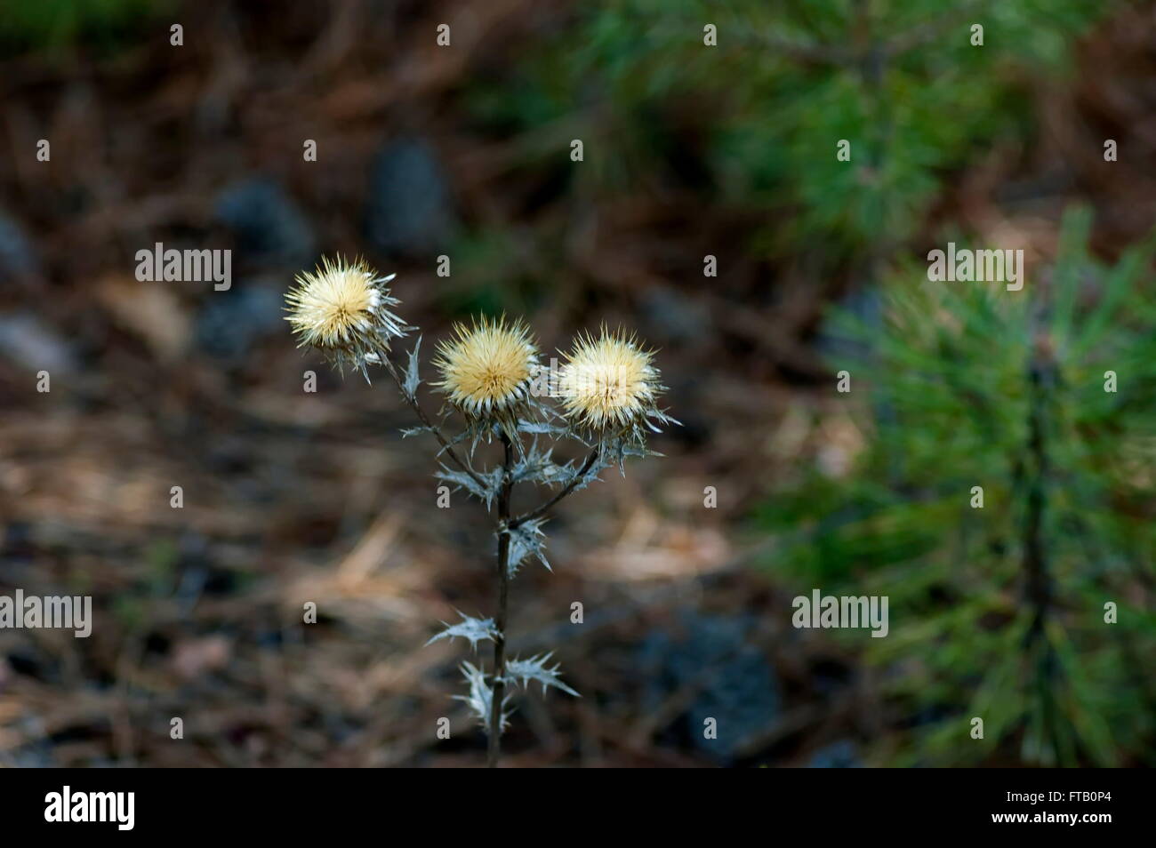 Thorn forest hi-res stock photography and images - Alamy