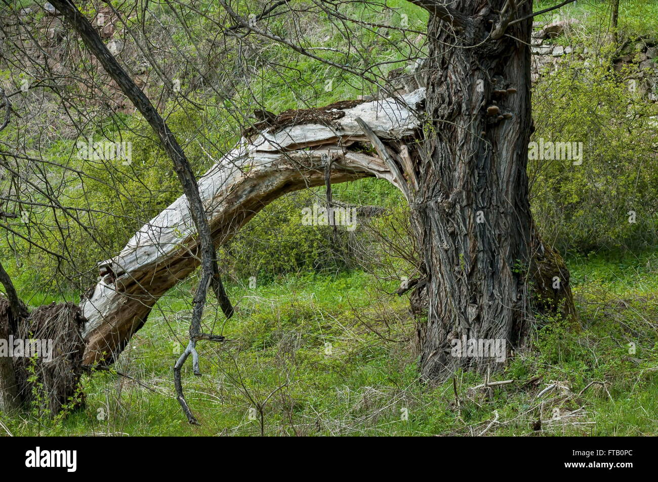 Dry Broken Tree High Resolution Stock Photography and Images - Alamy