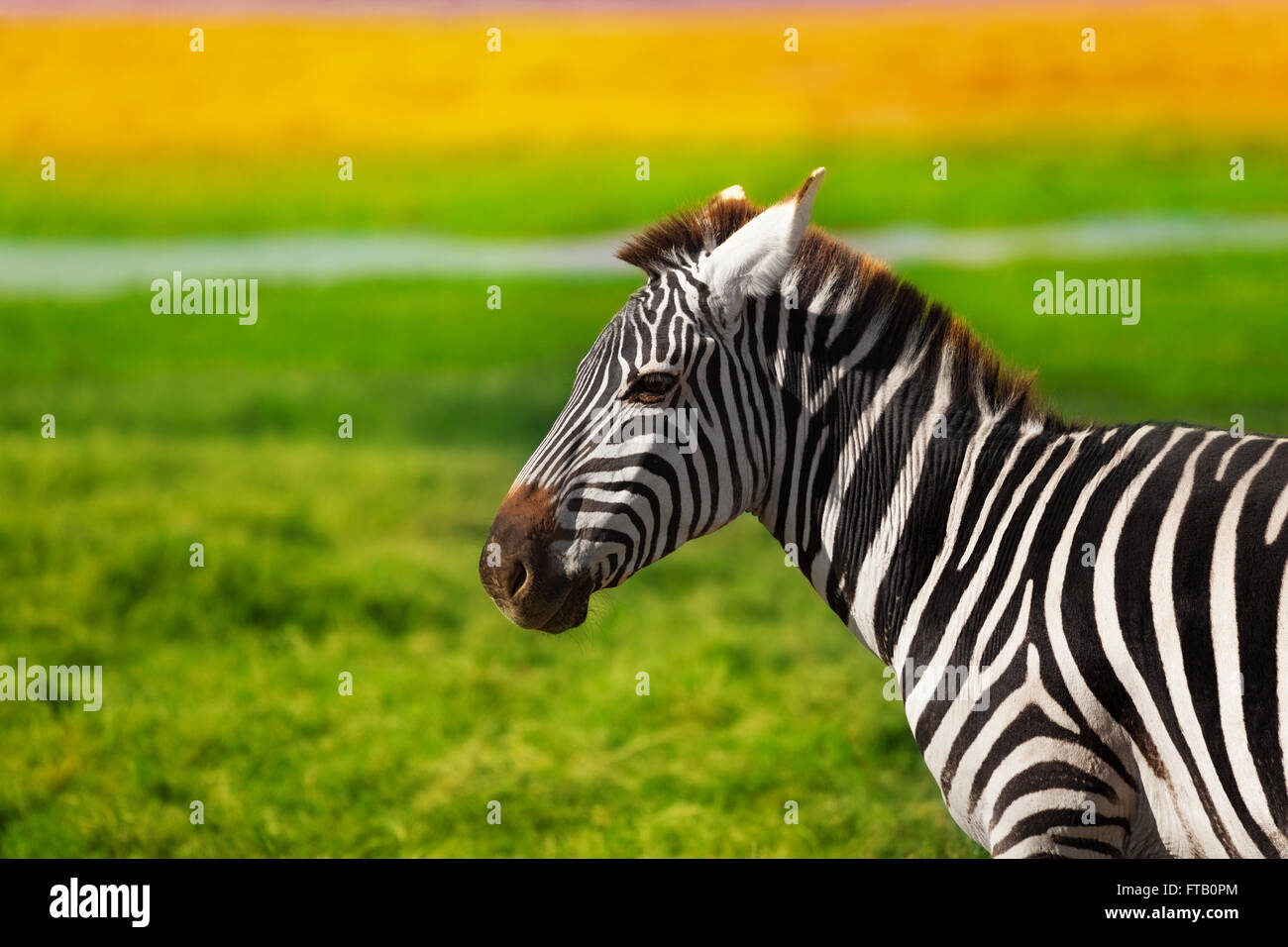 Close-up portrait of beautiful African zebra Stock Photo - Alamy