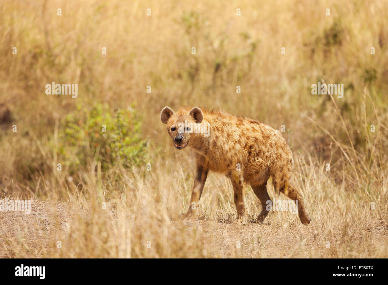 Female laughing hyena spotted hyena hi-res stock photography and images ...
