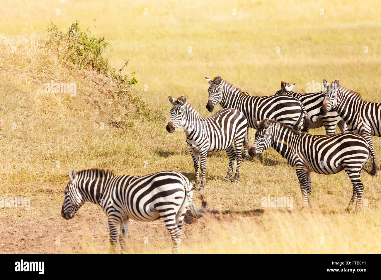 Herbivore grazing grassland plain hi-res stock photography and images ...