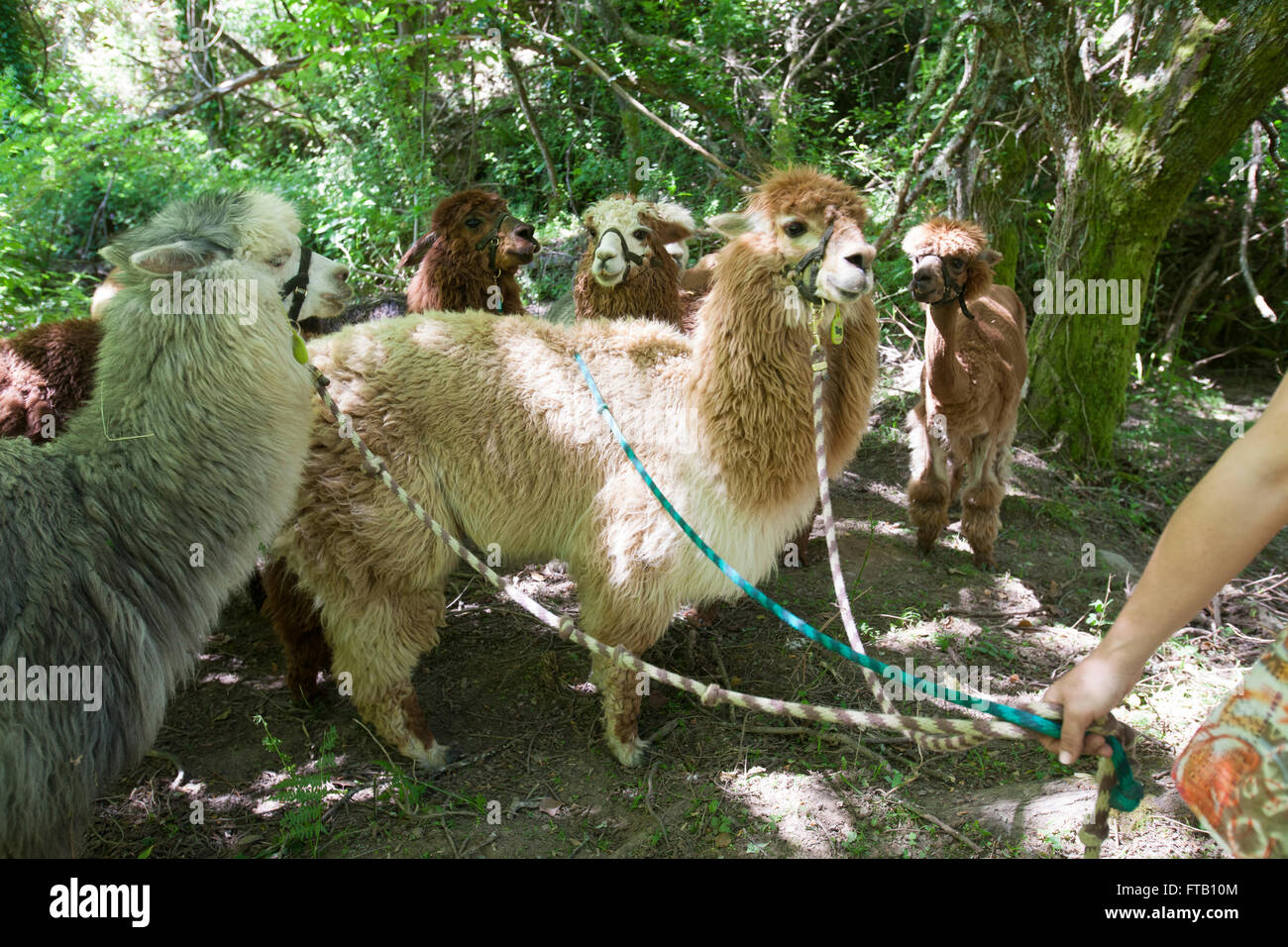 Lisa Vella-Gatt came to Portugal from England in 2009 to set up Monte ...