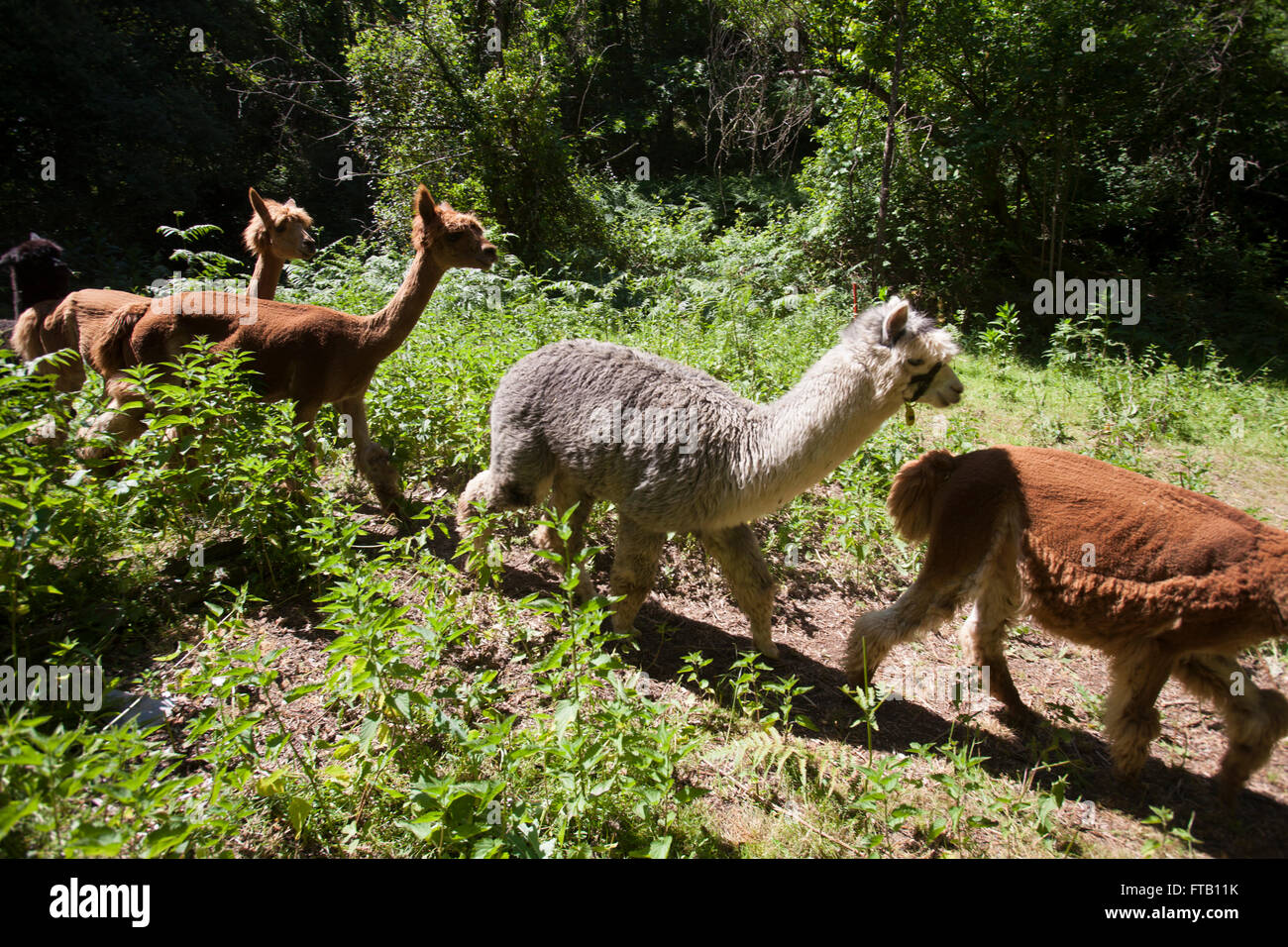 Lisa Vella-Gatt came to Portugal from England in 2009 to set up Monte ...