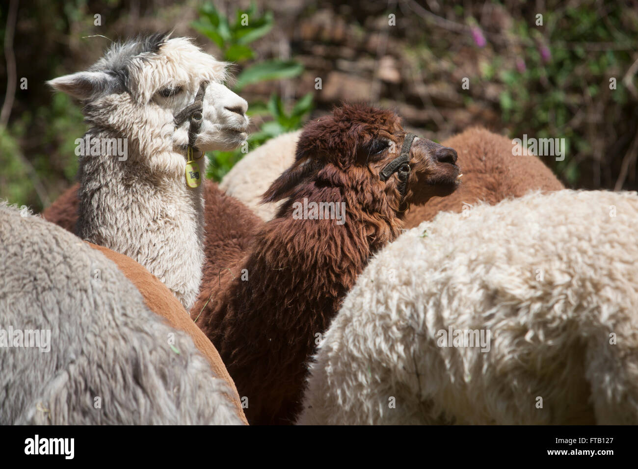 Lisa Vella-Gatt came to Portugal from England in 2009 to set up Monte ...