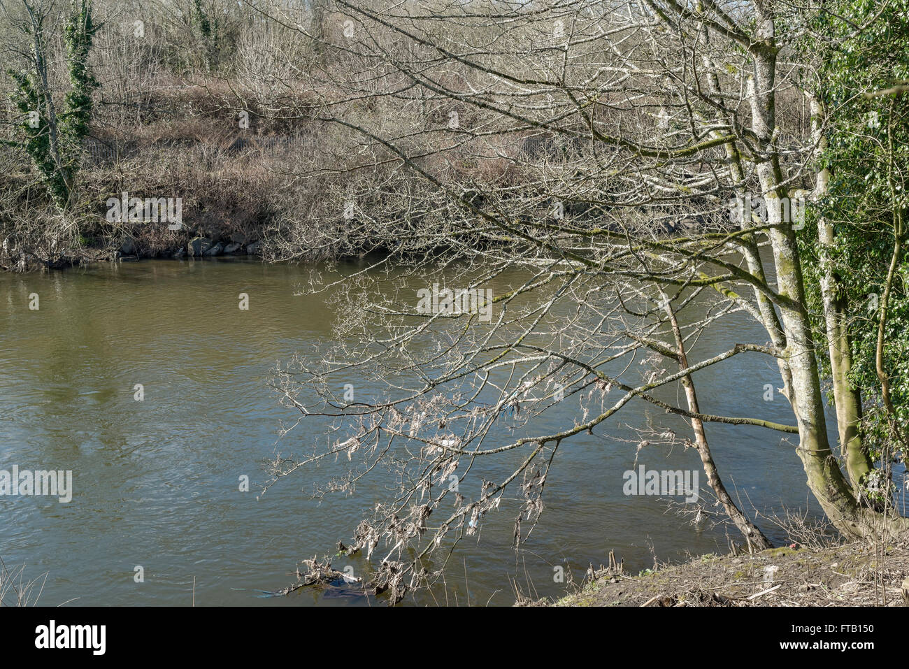 Rubbish hanging from the lower branches of a tree on the River Taff ...