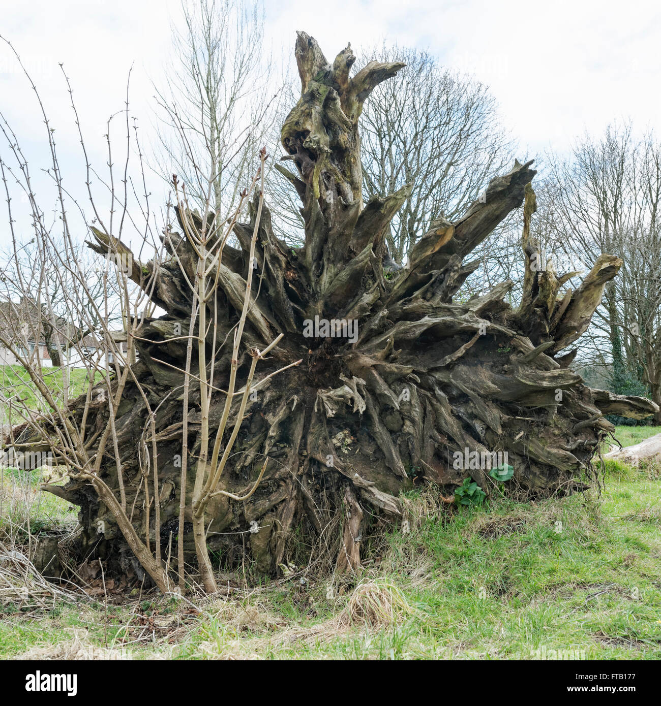 Uprooted tree hi-res stock photography and images - Alamy