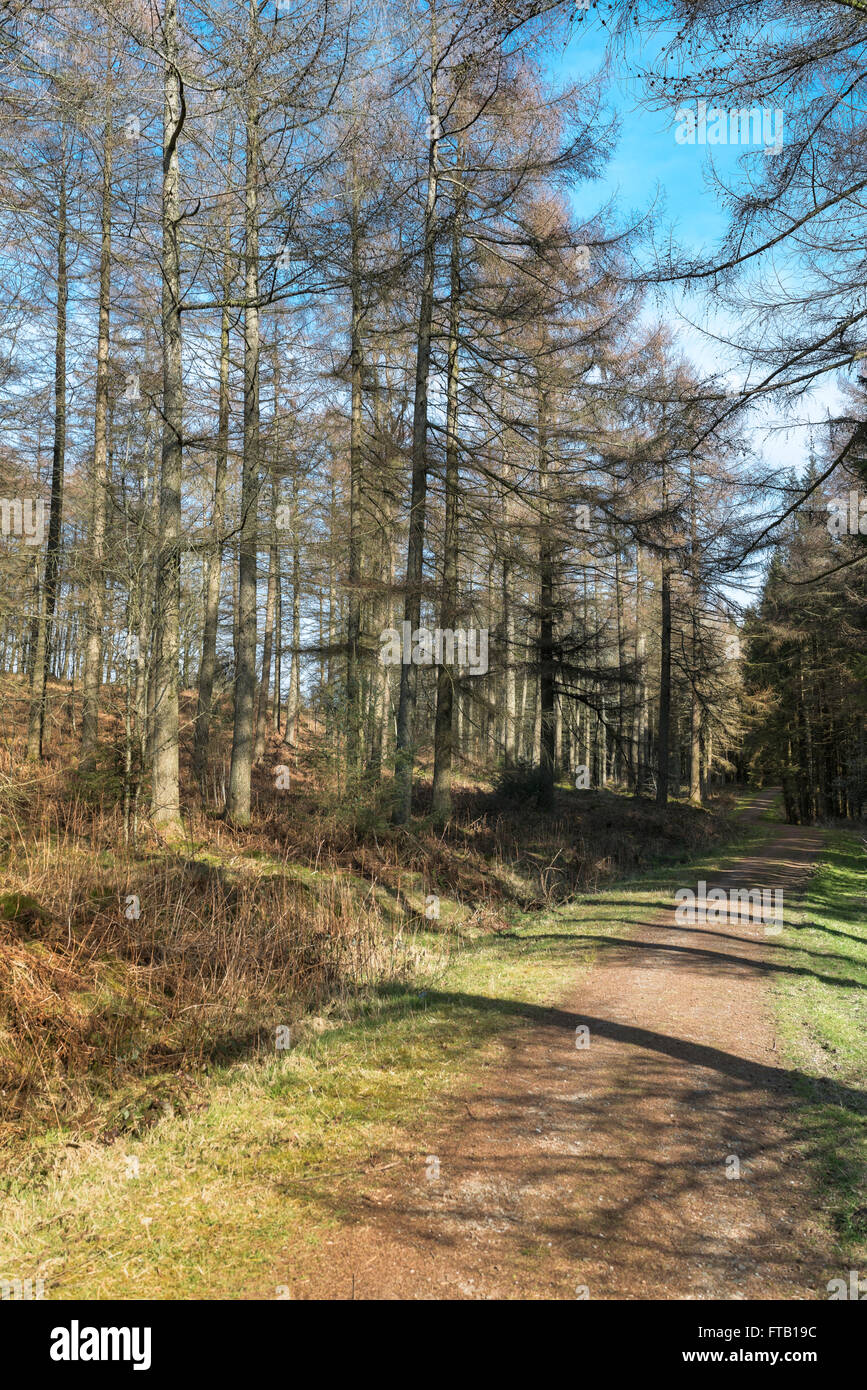Sunny path trees hi-res stock photography and images - Alamy