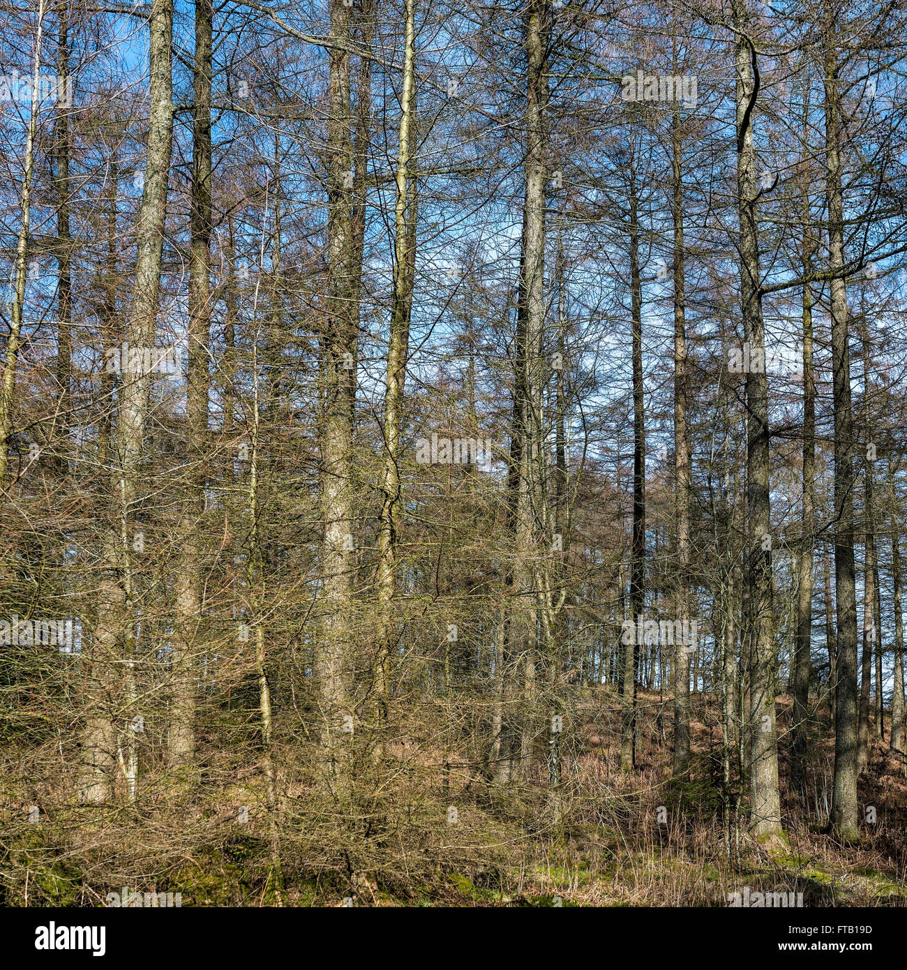 Trees in St Gwynno Forest Stock Photo - Alamy