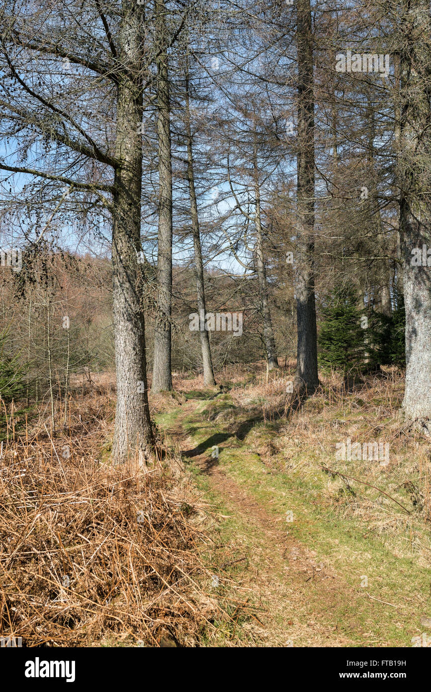 Path through St Gwynno Forest Stock Photo - Alamy