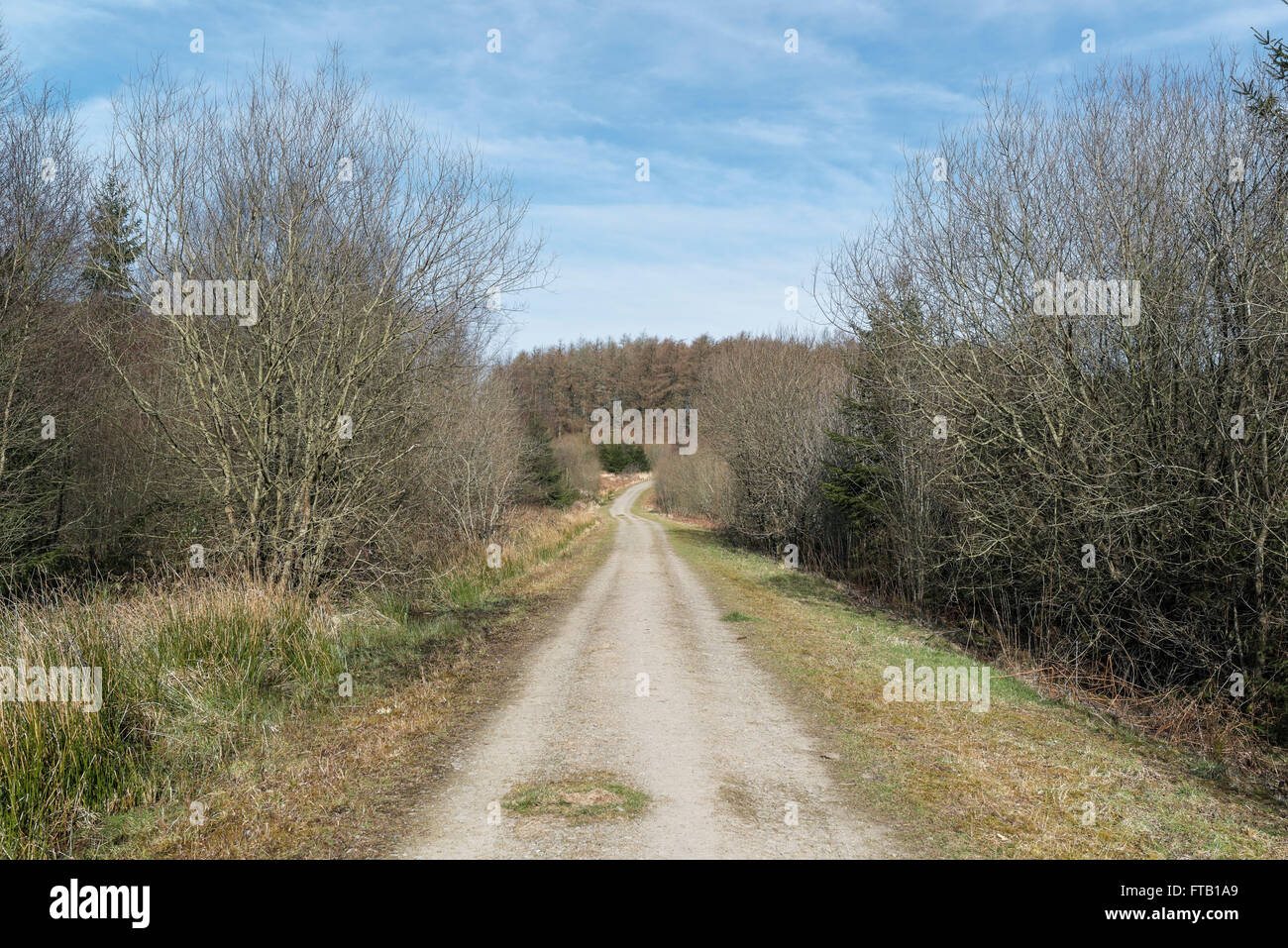 Path through St Gwynno Forest Stock Photo - Alamy