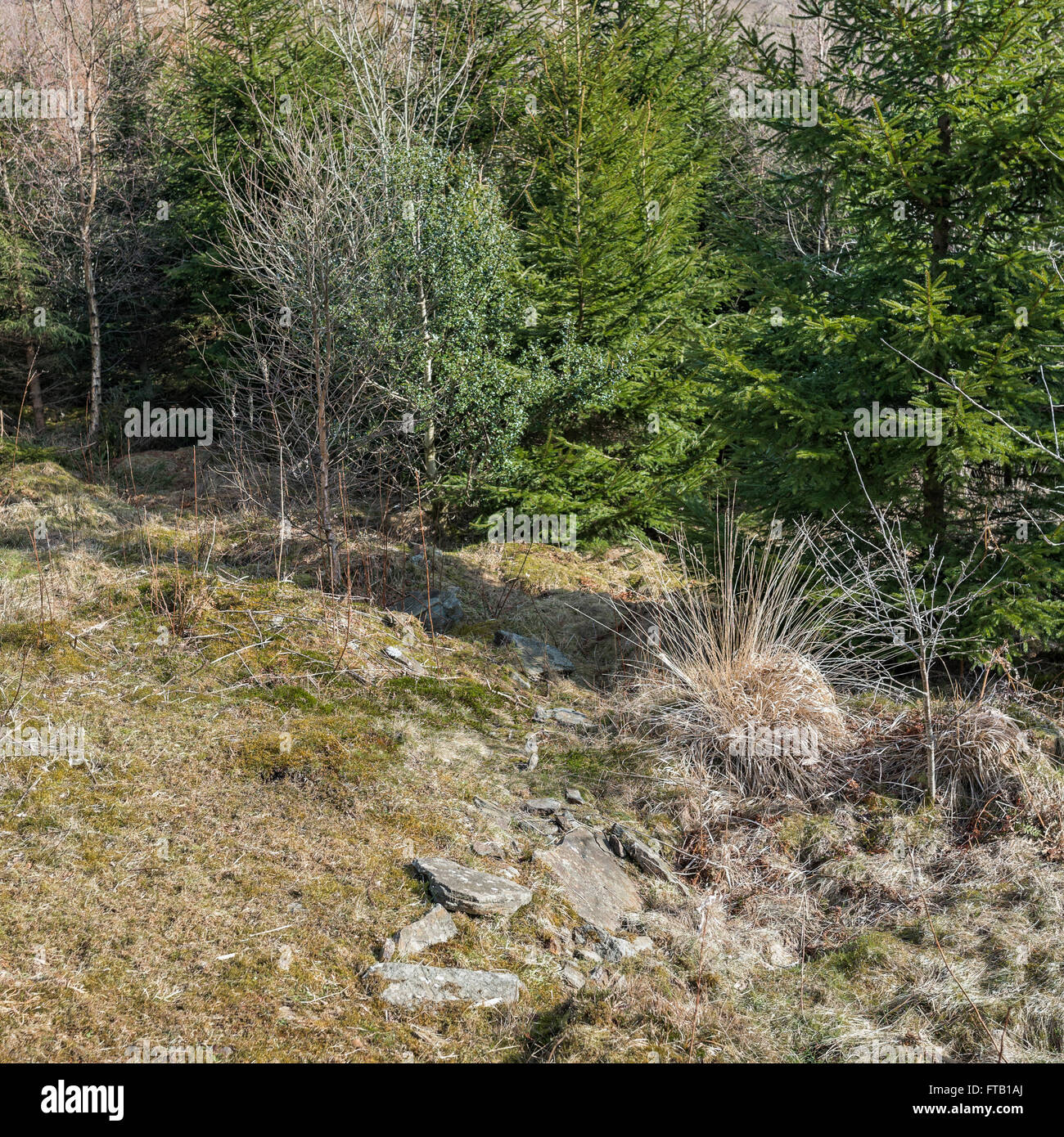 Path along the forest hi-res stock photography and images - Alamy