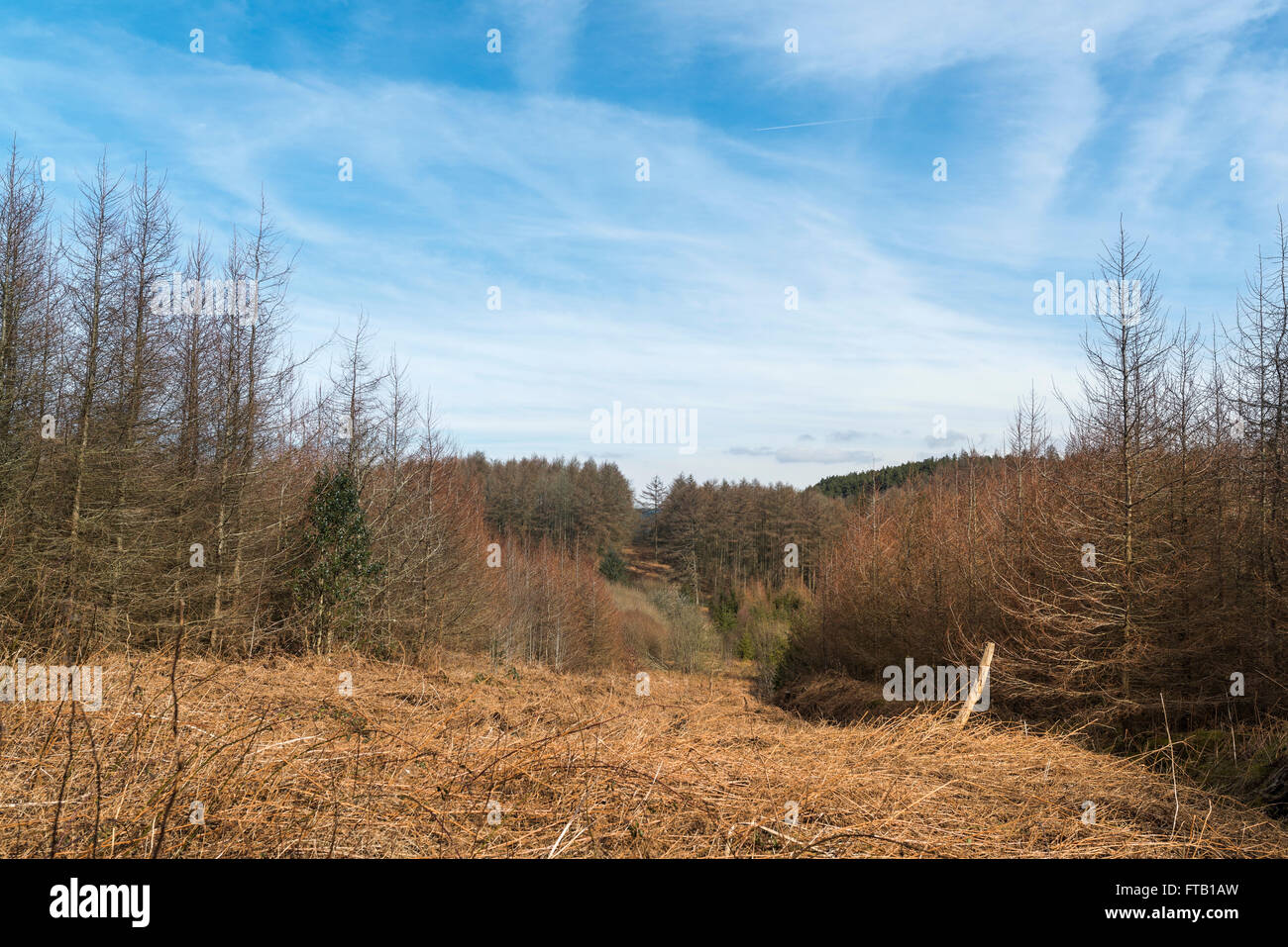 Firebreak Forest High Resolution Stock Photography and Images - Alamy
