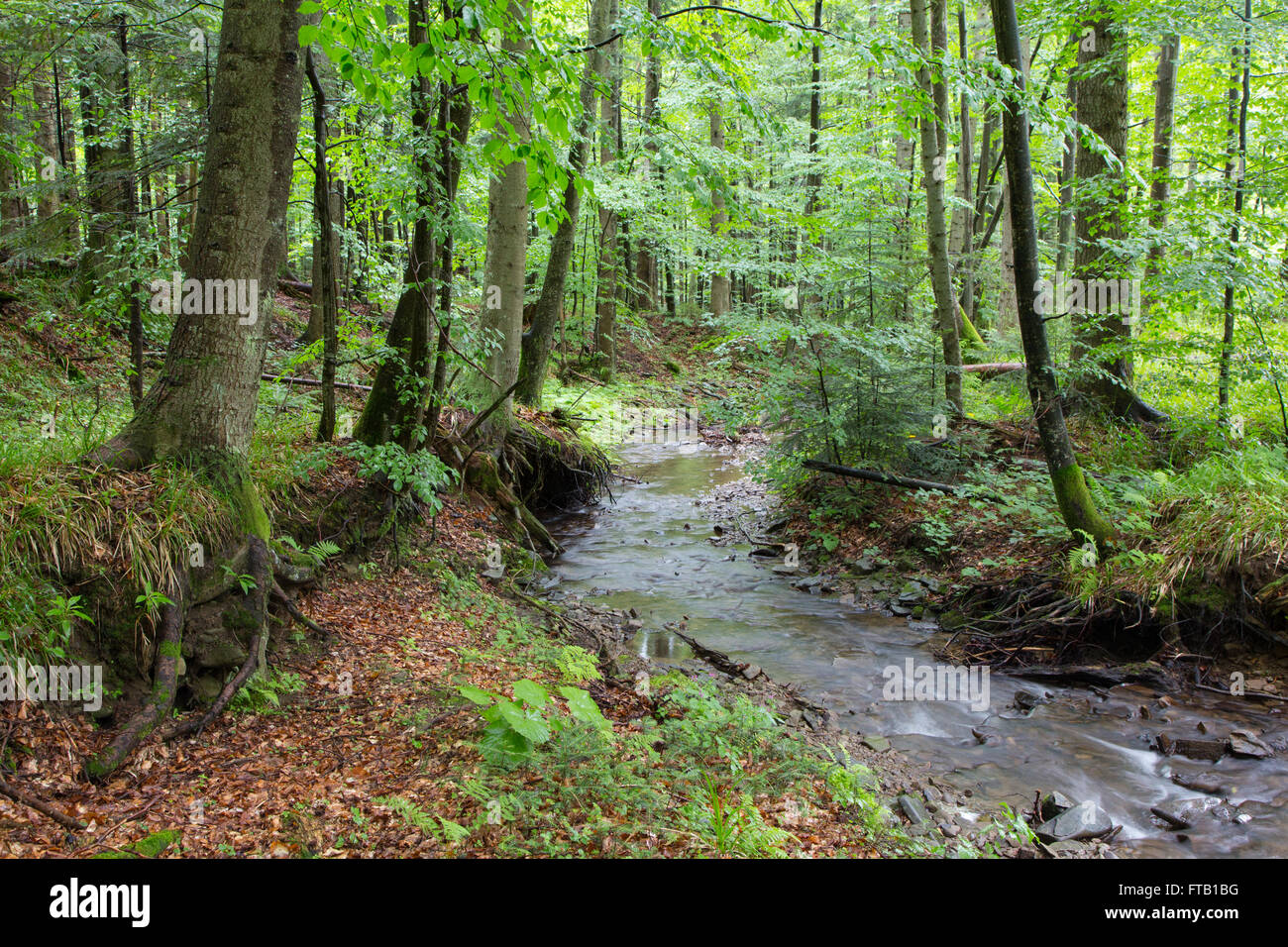 Peaceful forest stream flow down among stones in summer Bieszczady ...