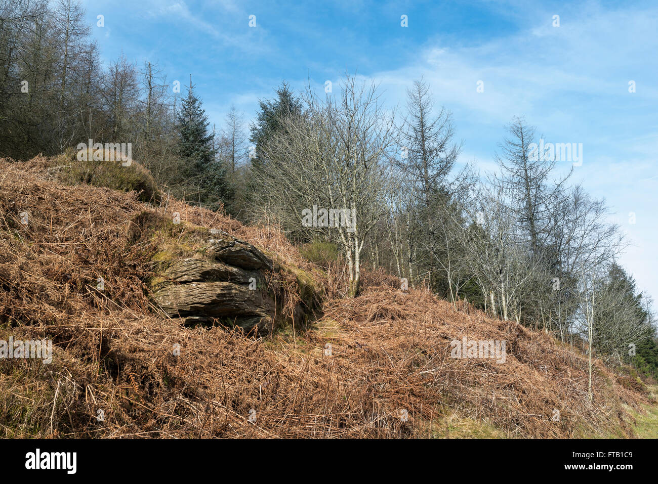 Protruding rock on the side of a hill at the edge of St Gwynno Forest ...