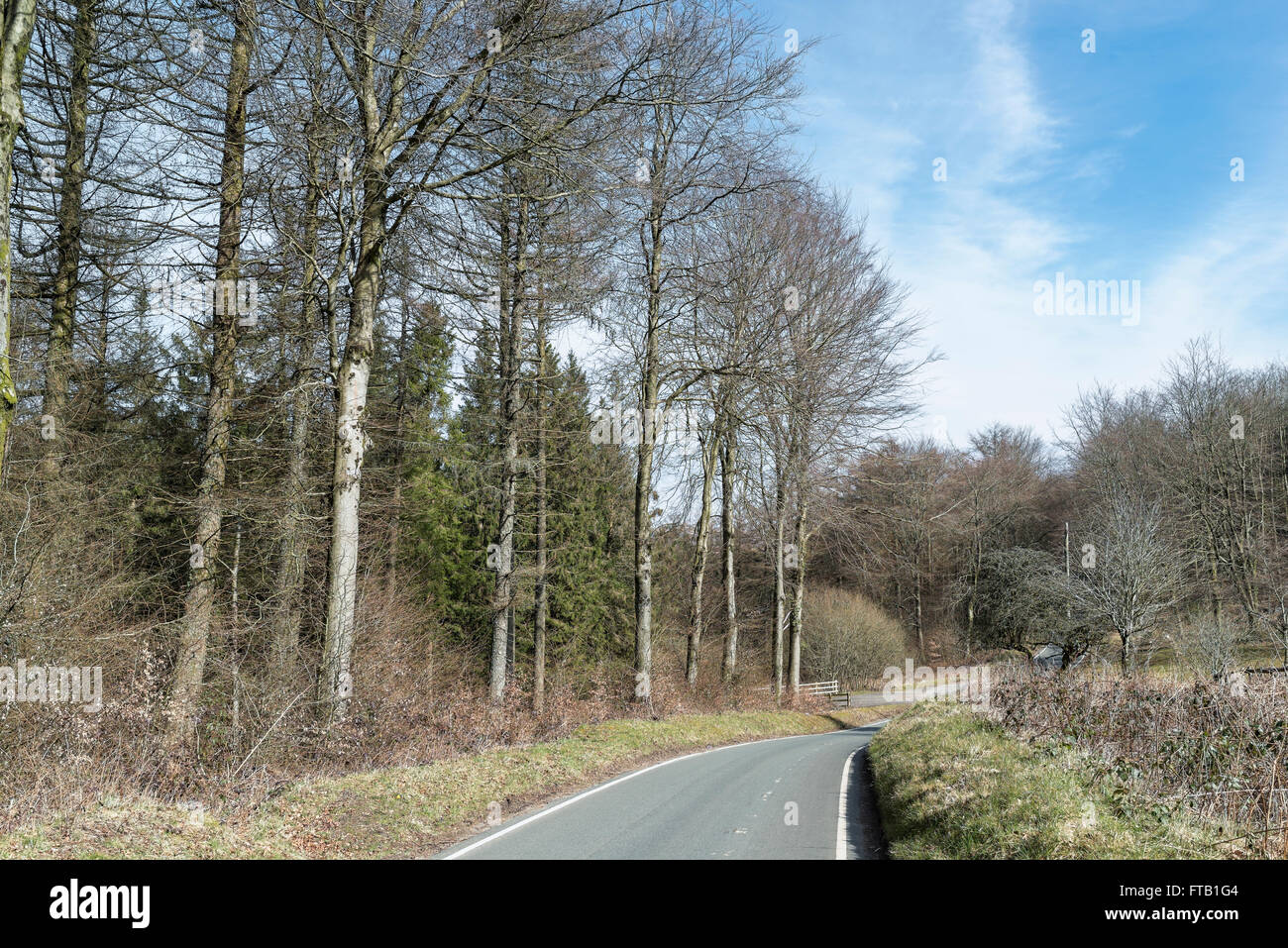 Single track country lane passing through St Gwynno Forest, Llanwonno ...