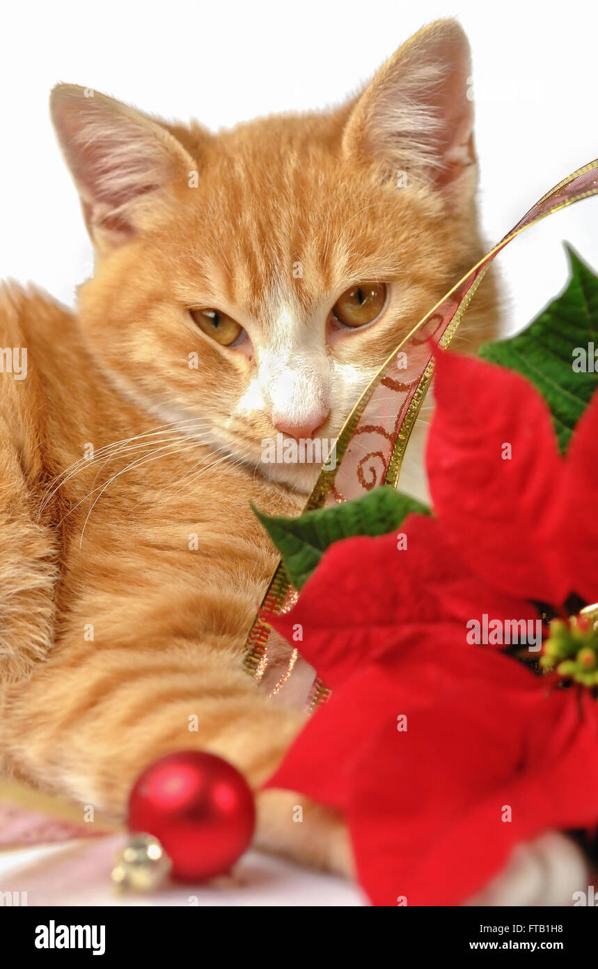 Christmas decorations and ginger cat on white background Stock Photo ...