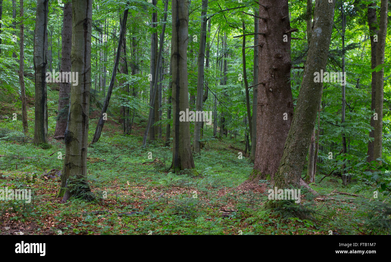 Natural mixed stand of Bieszczady Mountain region in summer rain after ...