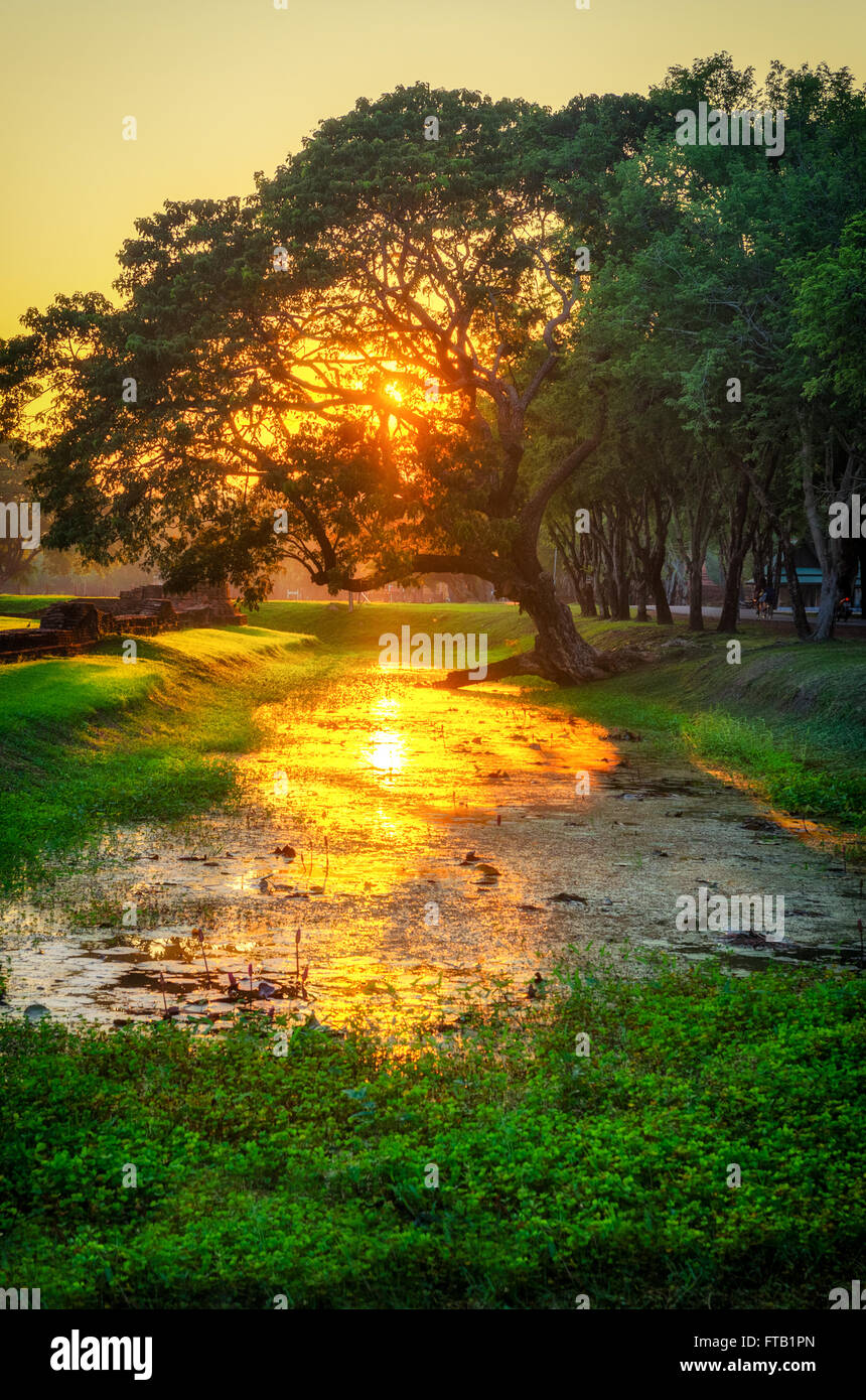 Beautiful tree at sunset Stock Photo - Alamy