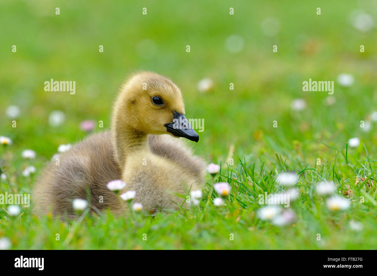 Canada Goose (Branta canadensis), gosling resting in a flower meadow ...