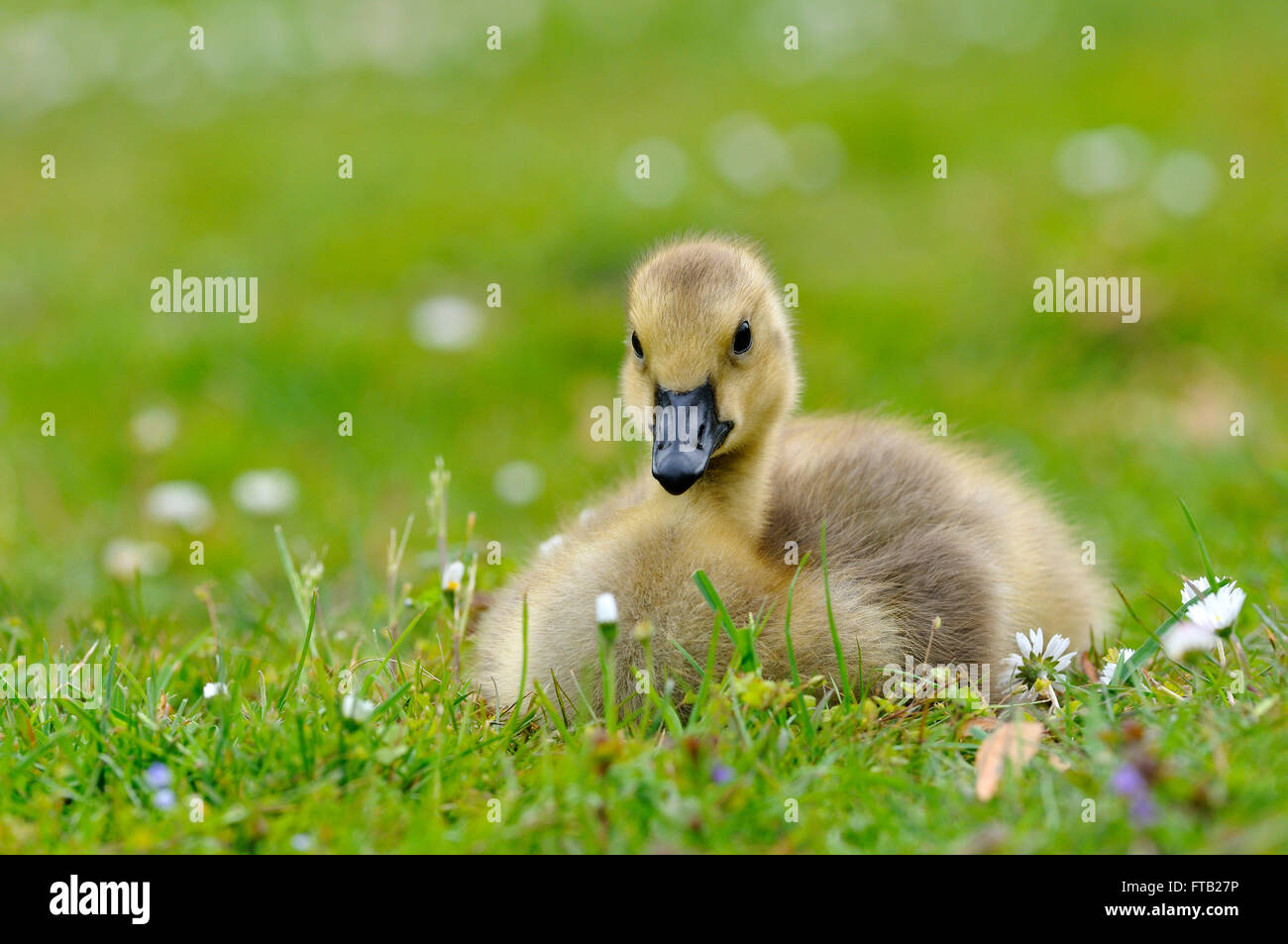 Canada Goose (Branta canadensis), gosling resting in a flower meadow ...