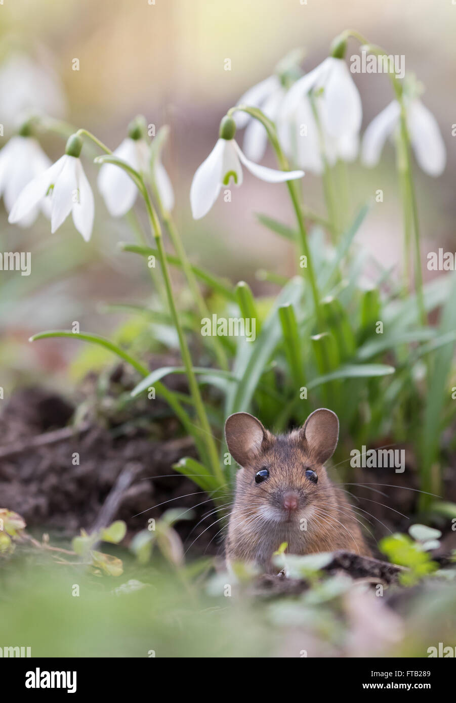 House mouse (Mus musculus) peeking out of its hole, Hesse, Germany ...