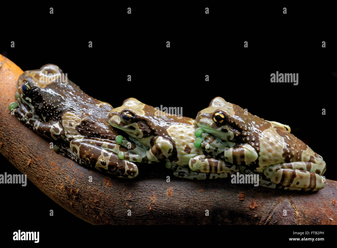 Amazon rainforest tree frog hi-res stock photography and images - Alamy