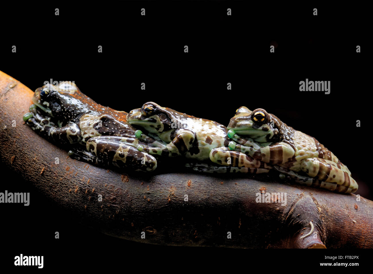 Mission golden-eyed tree frog or Amazon milk frog (Trachycephalus ...