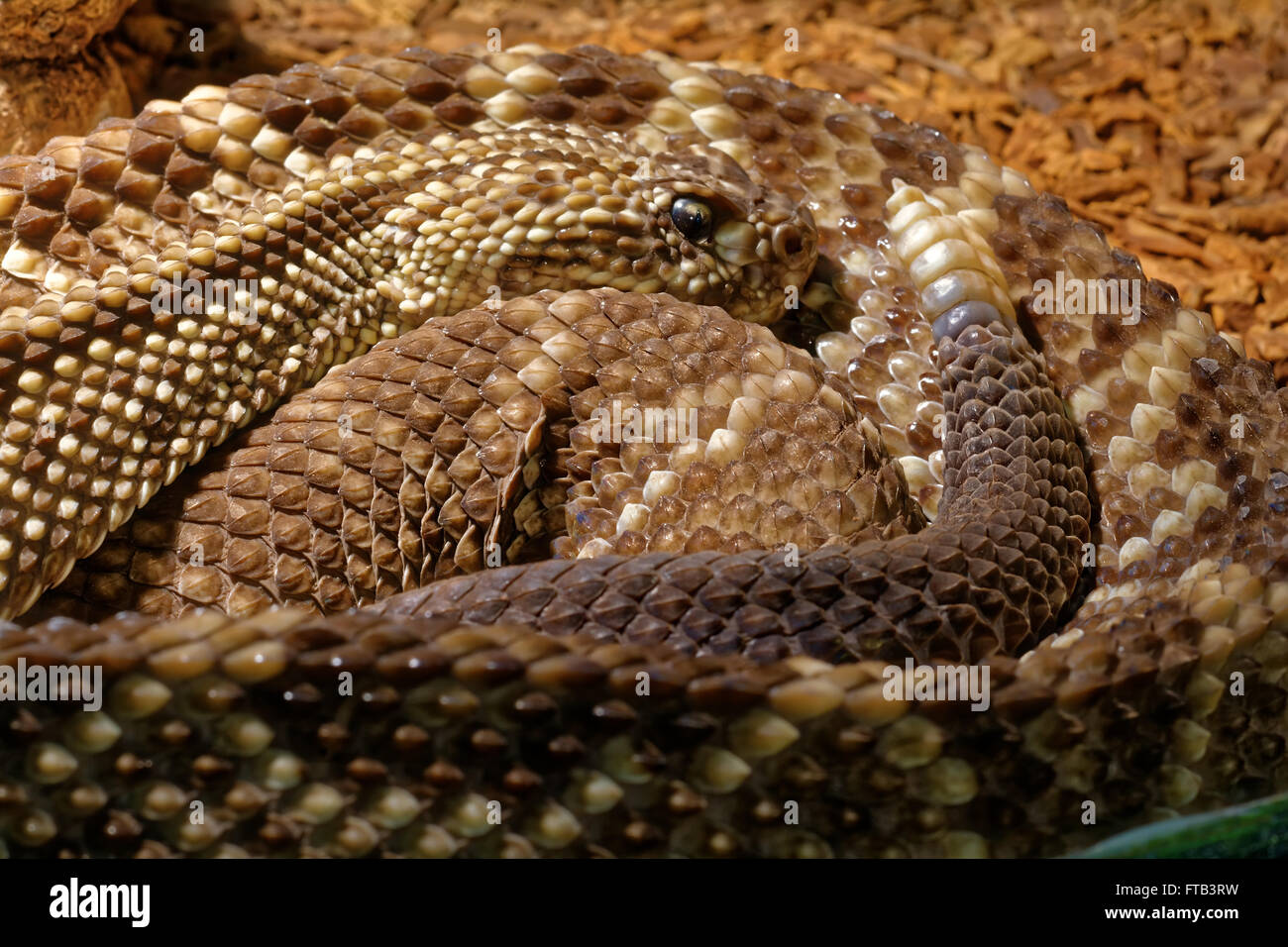 Snake in the terrarium - Tropical rattlesnake Stock Photo - Alamy